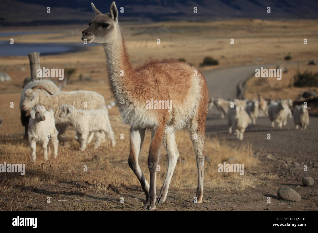 Goats and sheep hi-res stock photography and images - Alamy
