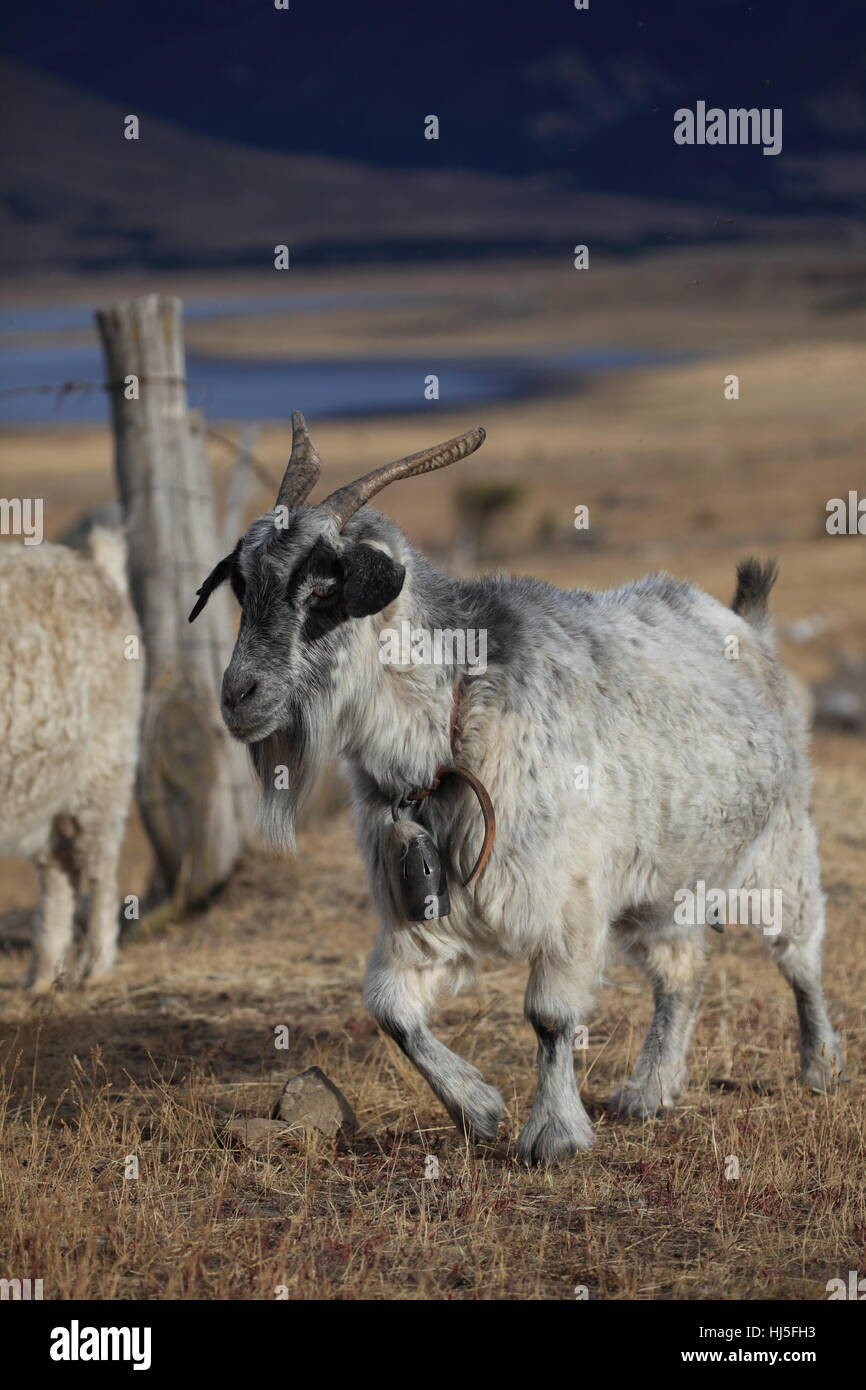 Goats and sheep hi-res stock photography and images - Alamy