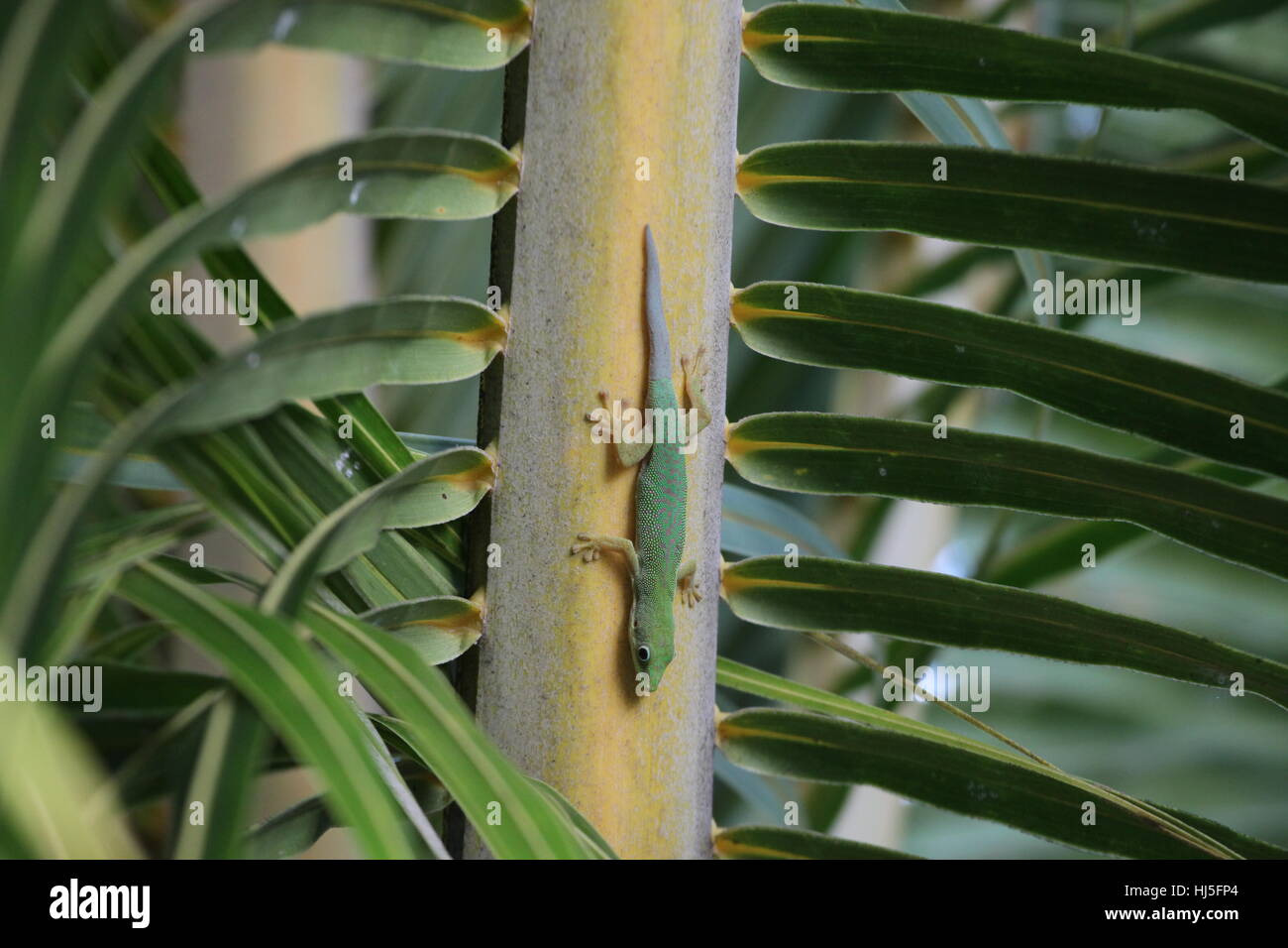 saurian, palm tree, gecko, zanzibar, saurian, palm tree, gecko ...