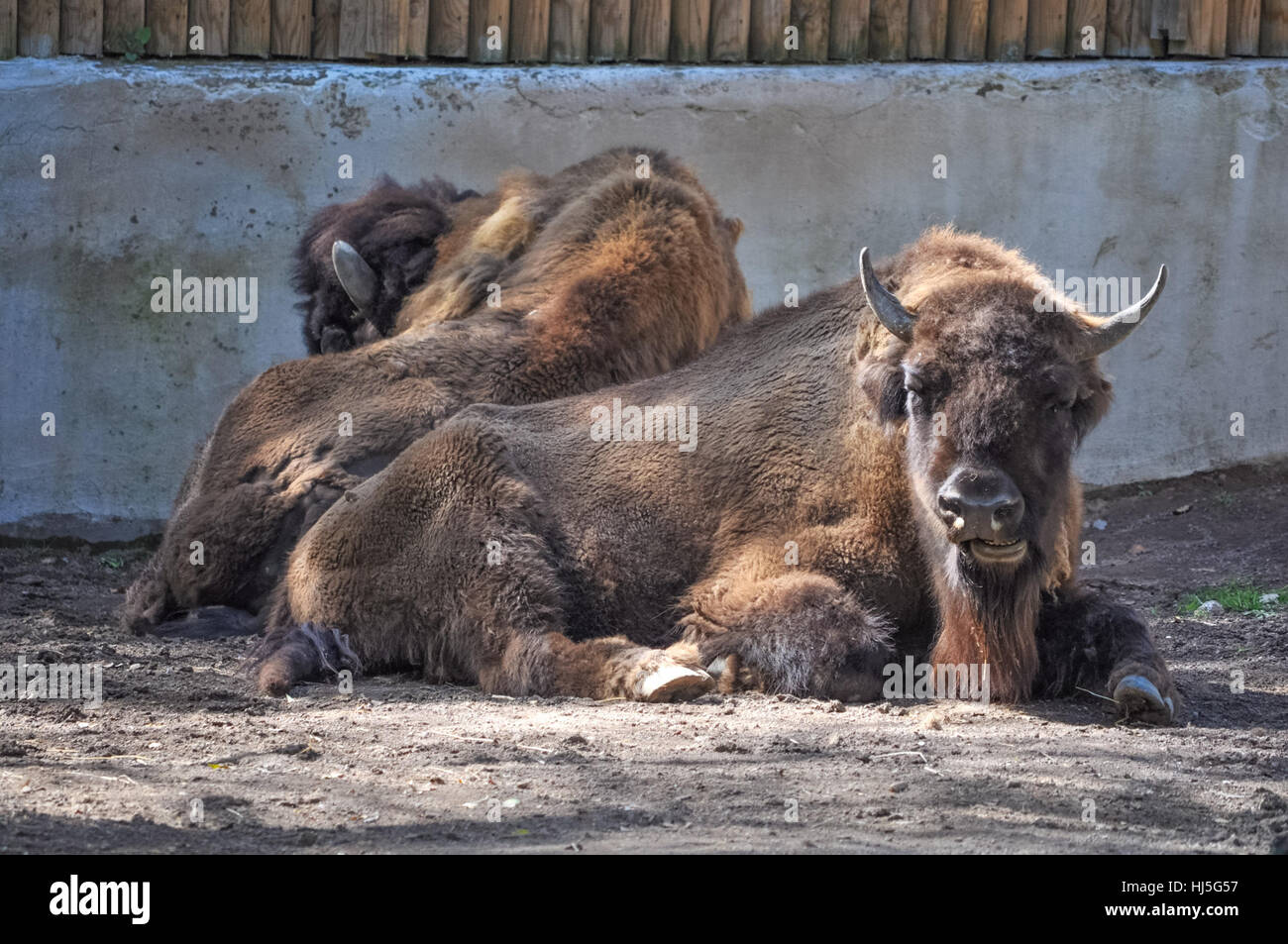 Europe farm animals hi-res stock photography and images - Alamy