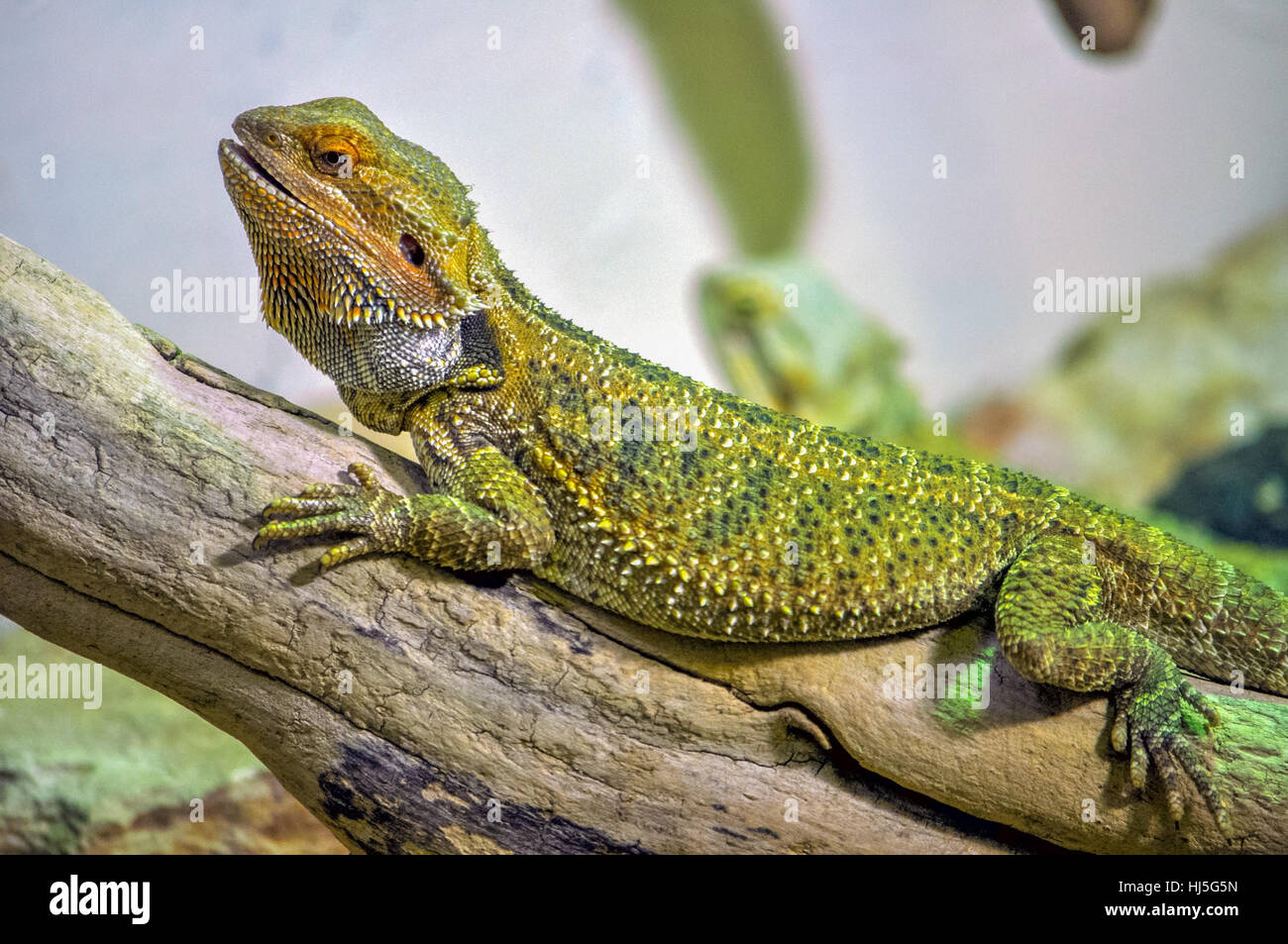 animal, farm, chameleon, familiy, family, animal, wild, lizard, zoo ...