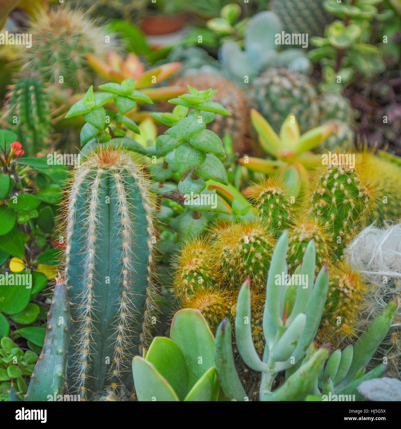 flower, plant, cacti, cactus, lawn, green, leaf, tree, flower, plant ...