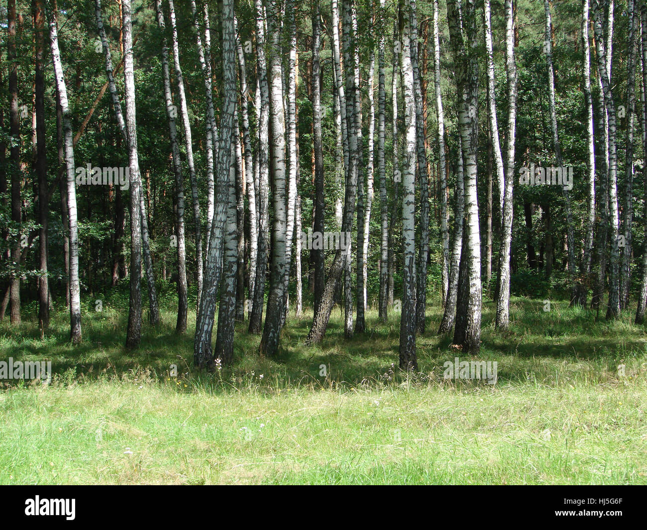 colour, tree, wood, leaves, birch, weather, color, woodland, young ...