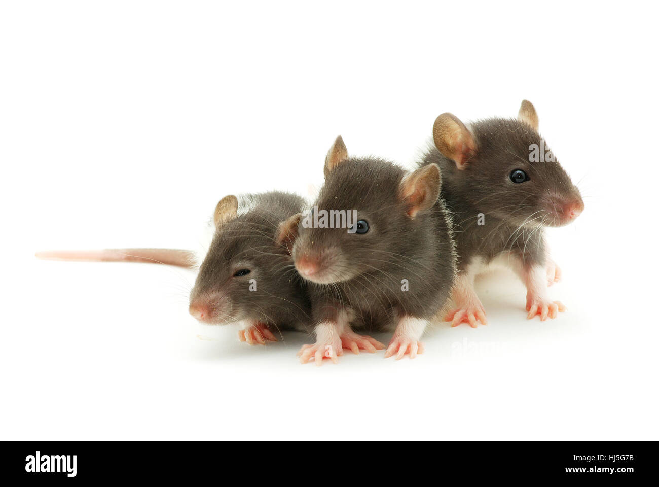 funny rat isolated on white background Stock Photo - Alamy