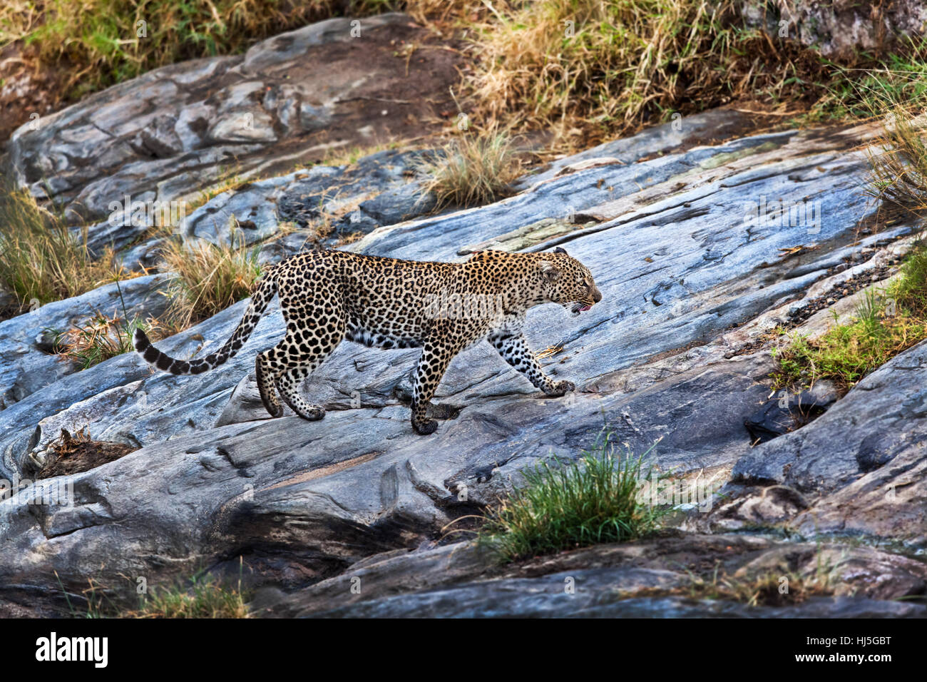 africa, kenya, safari, wildcat, cat, big cat, feline predator, leopard ...