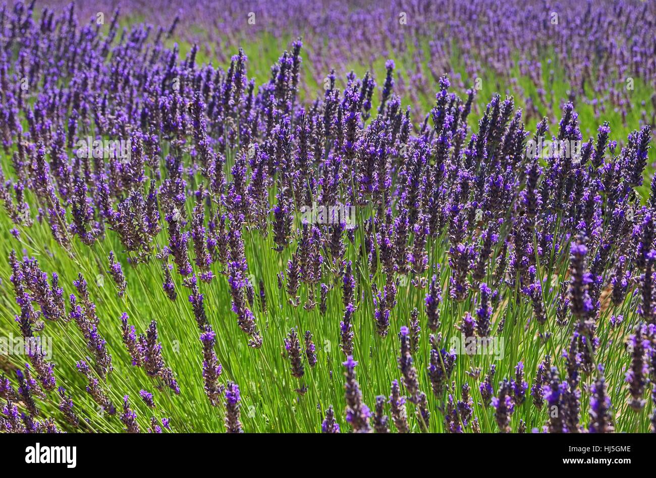 lavender field - lavender field 37 Stock Photo - Alamy