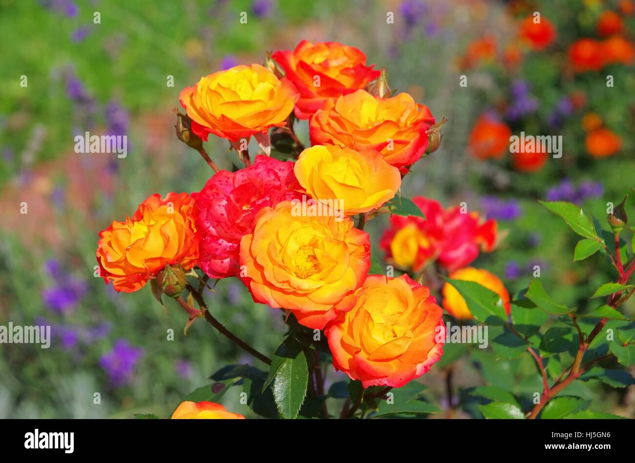 flower, plant, rose, bloom, blossom, flourish, flourishing, bud, noble ...