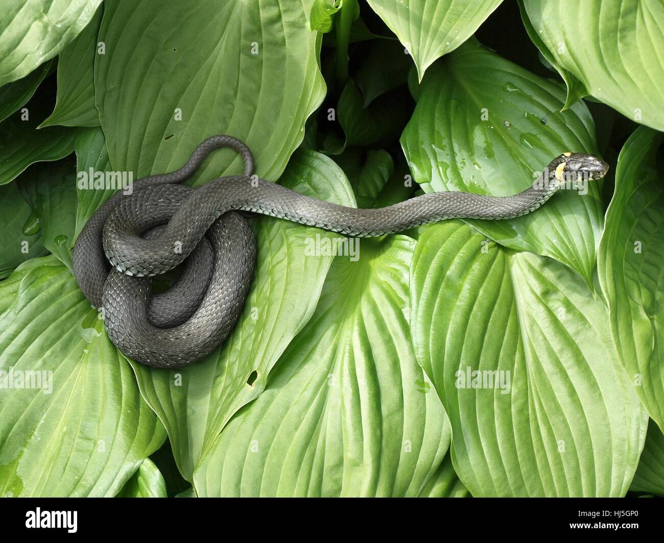 Full adder background hi-res stock photography and images - Alamy