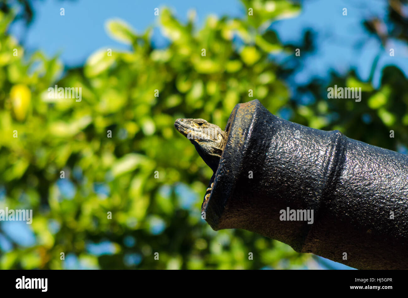 lizard, iguana, cannon, colombia, caribbean, animal, reptile, wild ...