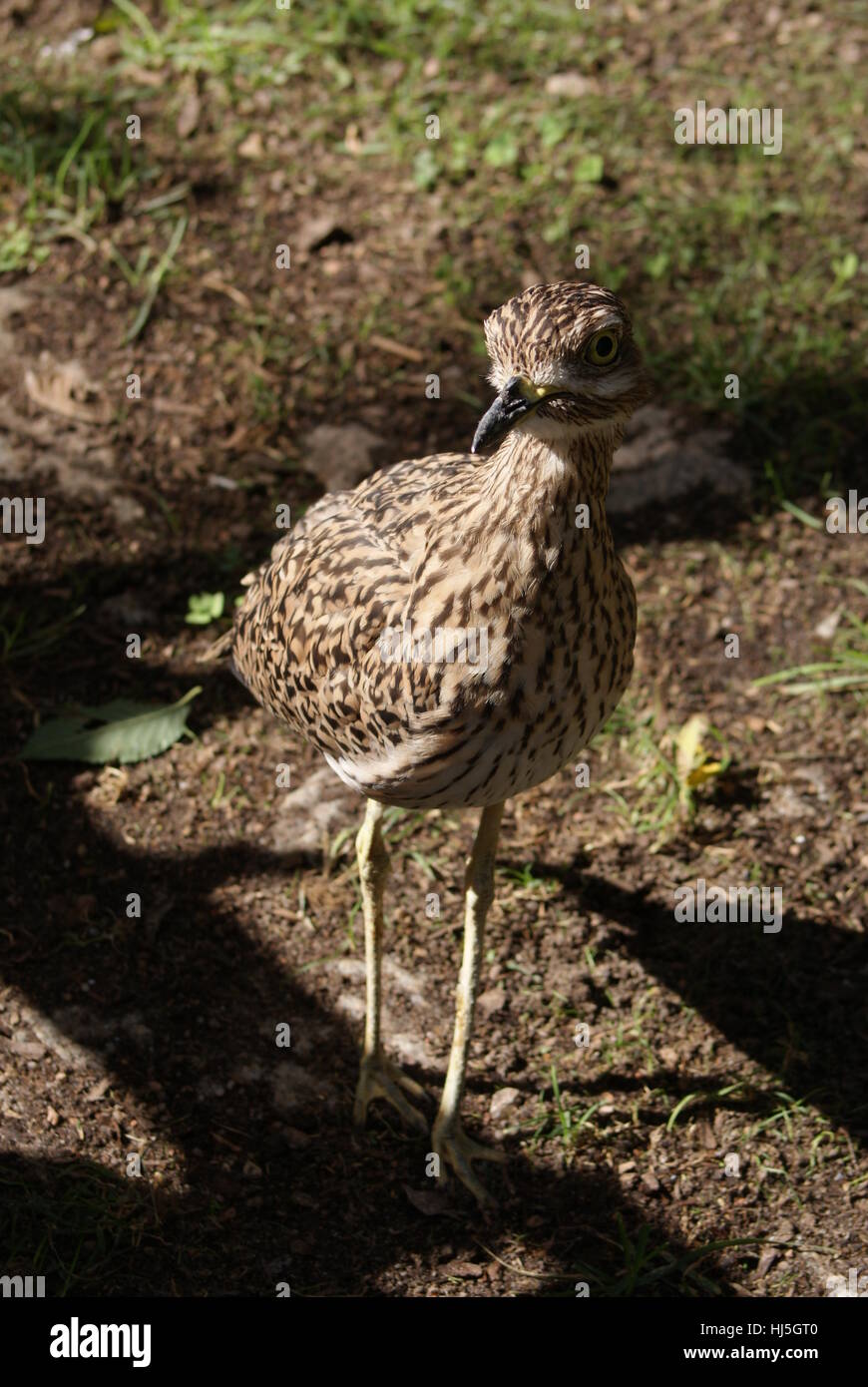 bird, spotted, tropical, thick, wide, fat, knees, knee, big, large ...
