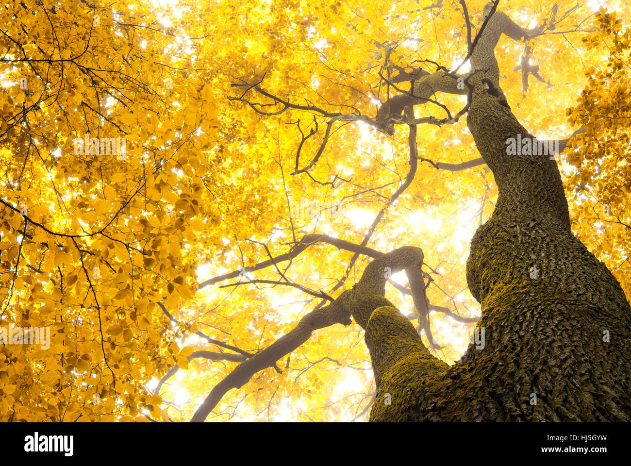 environment, enviroment, tree, leaves, branches, maple, growth, plants ...