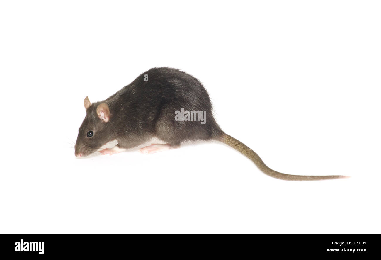grey rat isolated on white background Stock Photo - Alamy