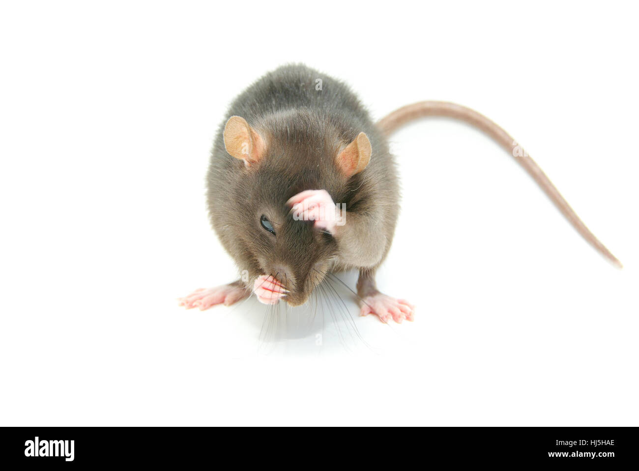 isolated, closeup, animal, mammal, pets, rodent, fur, hairy, shy, nose ...