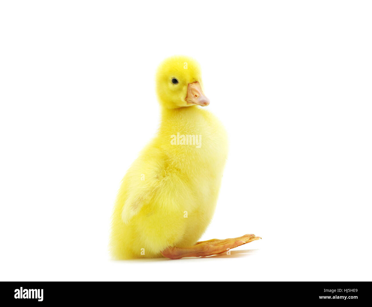 bird, field, spring, bouncing, bounces, hop, skipping, frisks, jumping ...