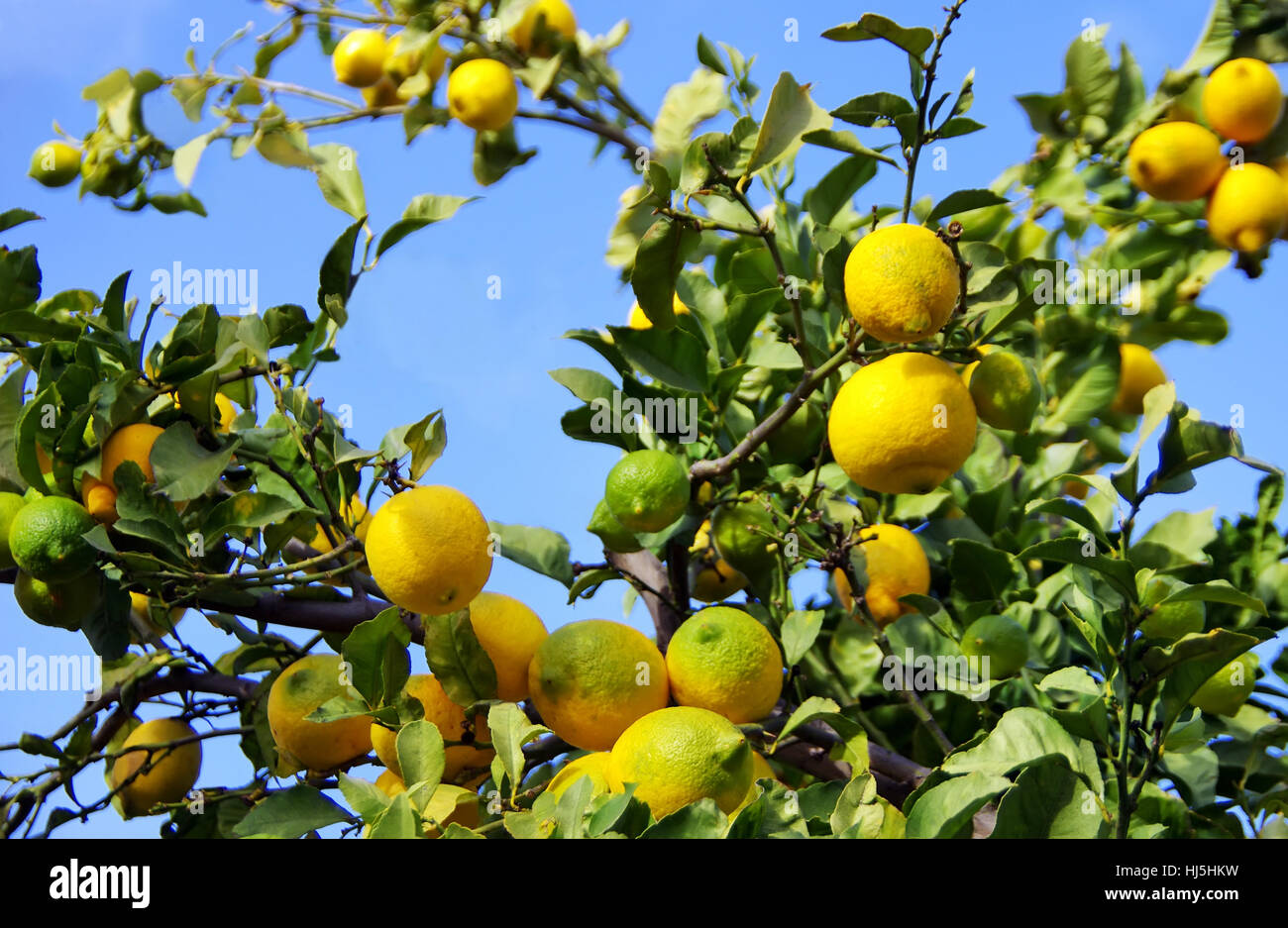leaf, leaves, water, mediterranean, salt water, sea, ocean, lemon ...