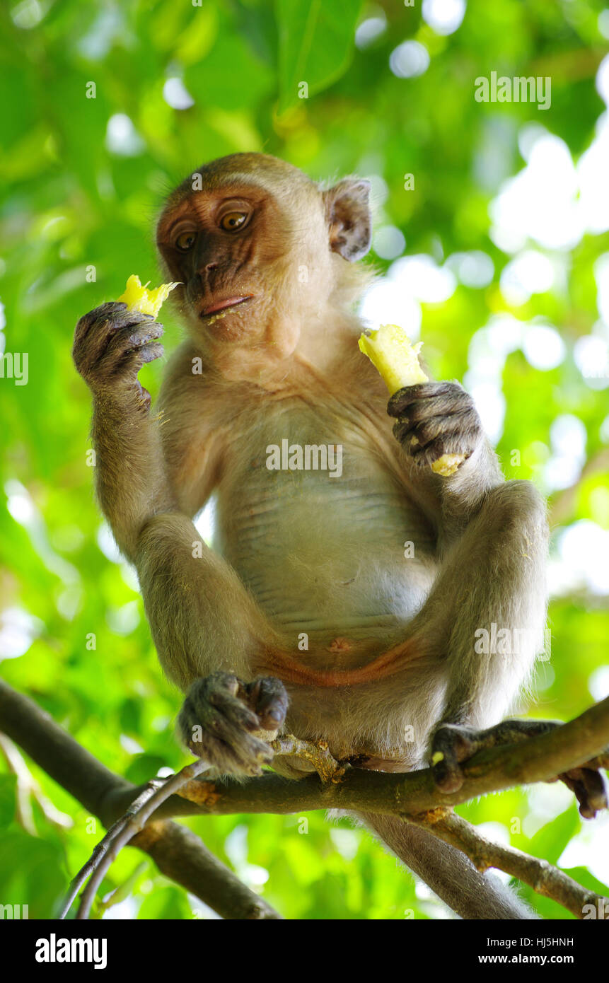 female, animal, face, sad, monkey, indonesia, small, tiny, little ...