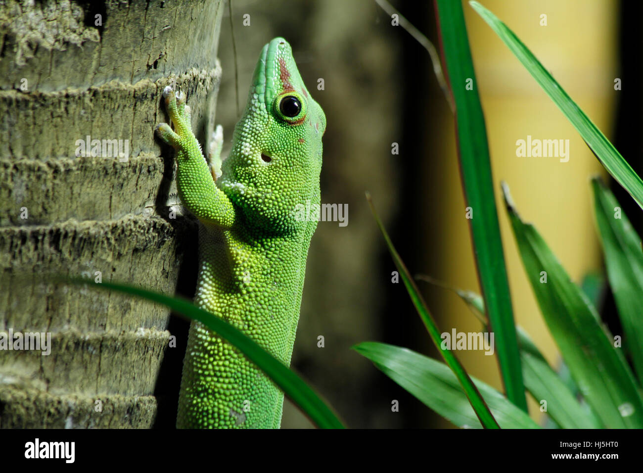 Grner gecko hi-res stock photography and images - Alamy