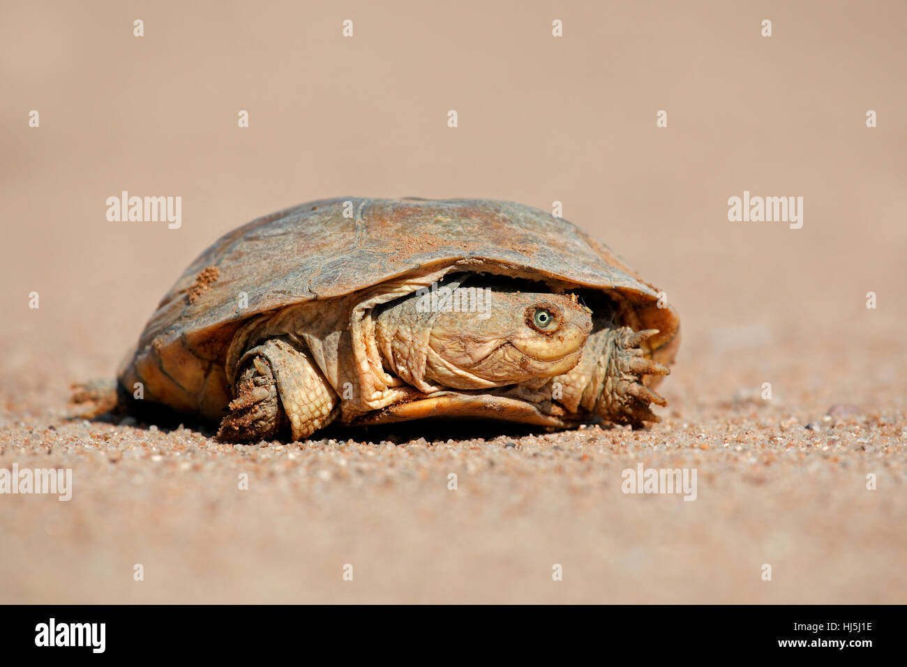 African helmeted marsh terrapin hi-res stock photography and images - Alamy