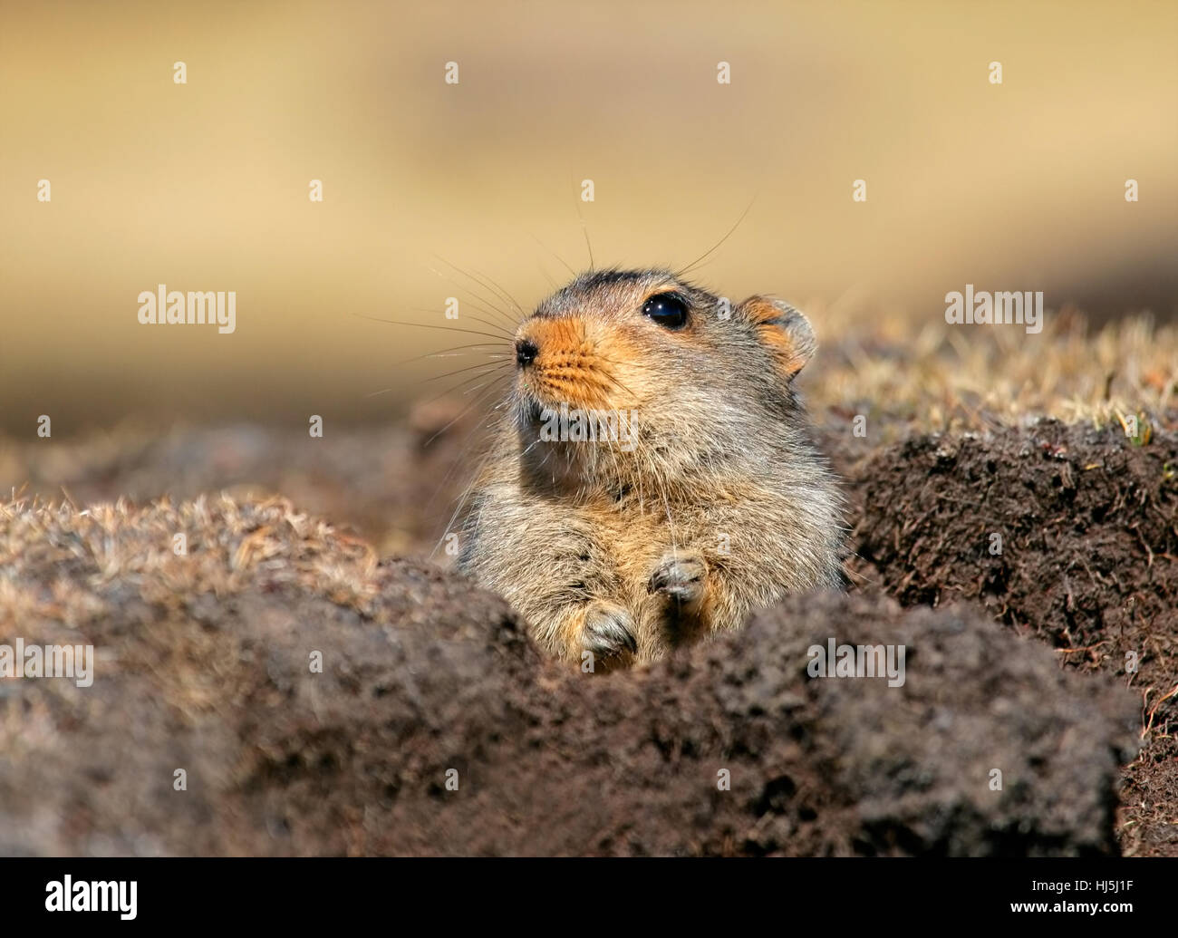 rodent, wildlife, mouse, rat, feeding, nature, environment, enviroment ...