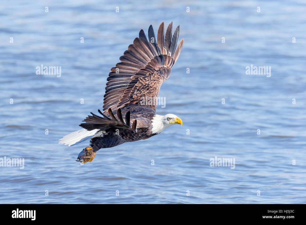 Bald eagle flying with fish hi-res stock photography and images - Alamy