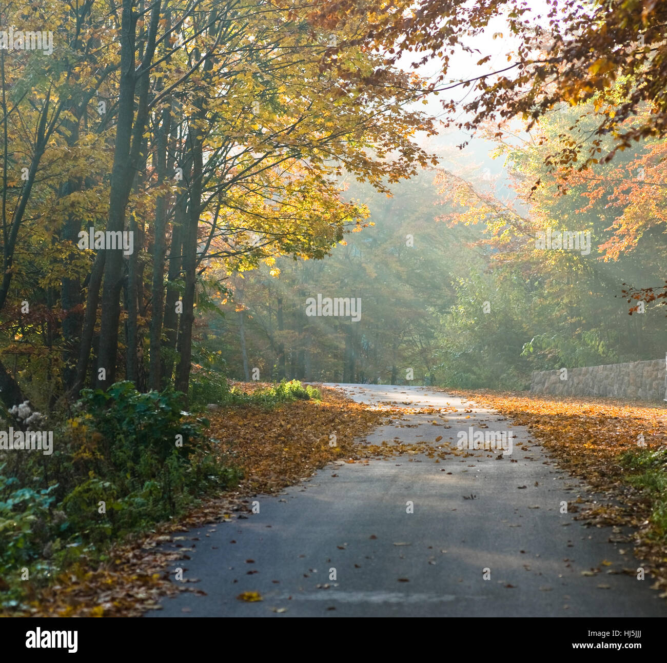 beautiful, beauteously, nice, leaf, colour, tree, trees, park, wood ...