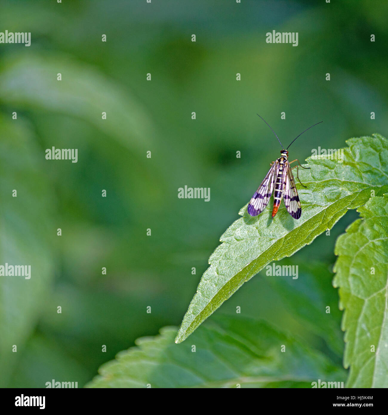 female common scorpion fly Stock Photo - Alamy