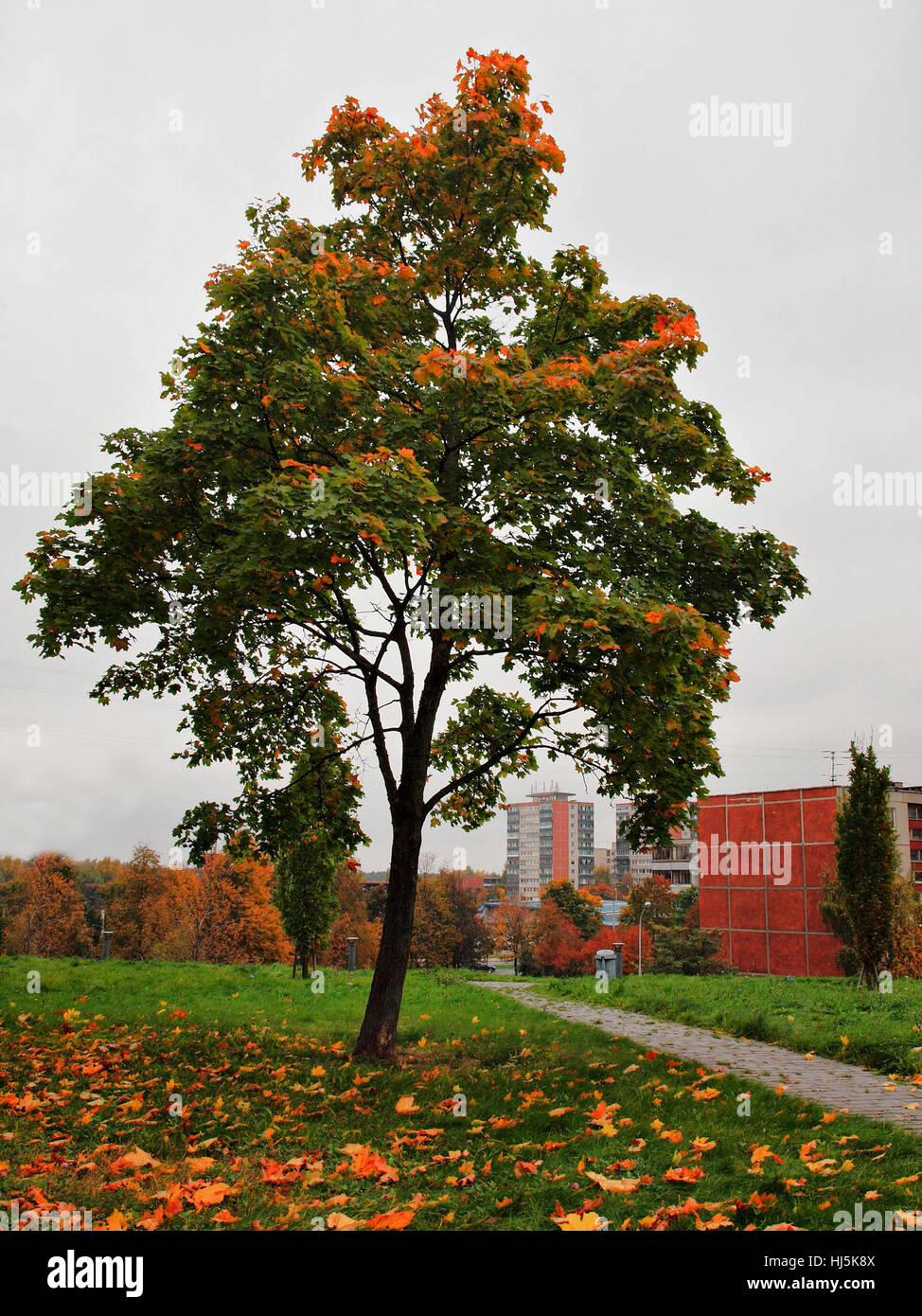 tree, stalk, stem, season, scene, location, site, scenic, seasonal ...