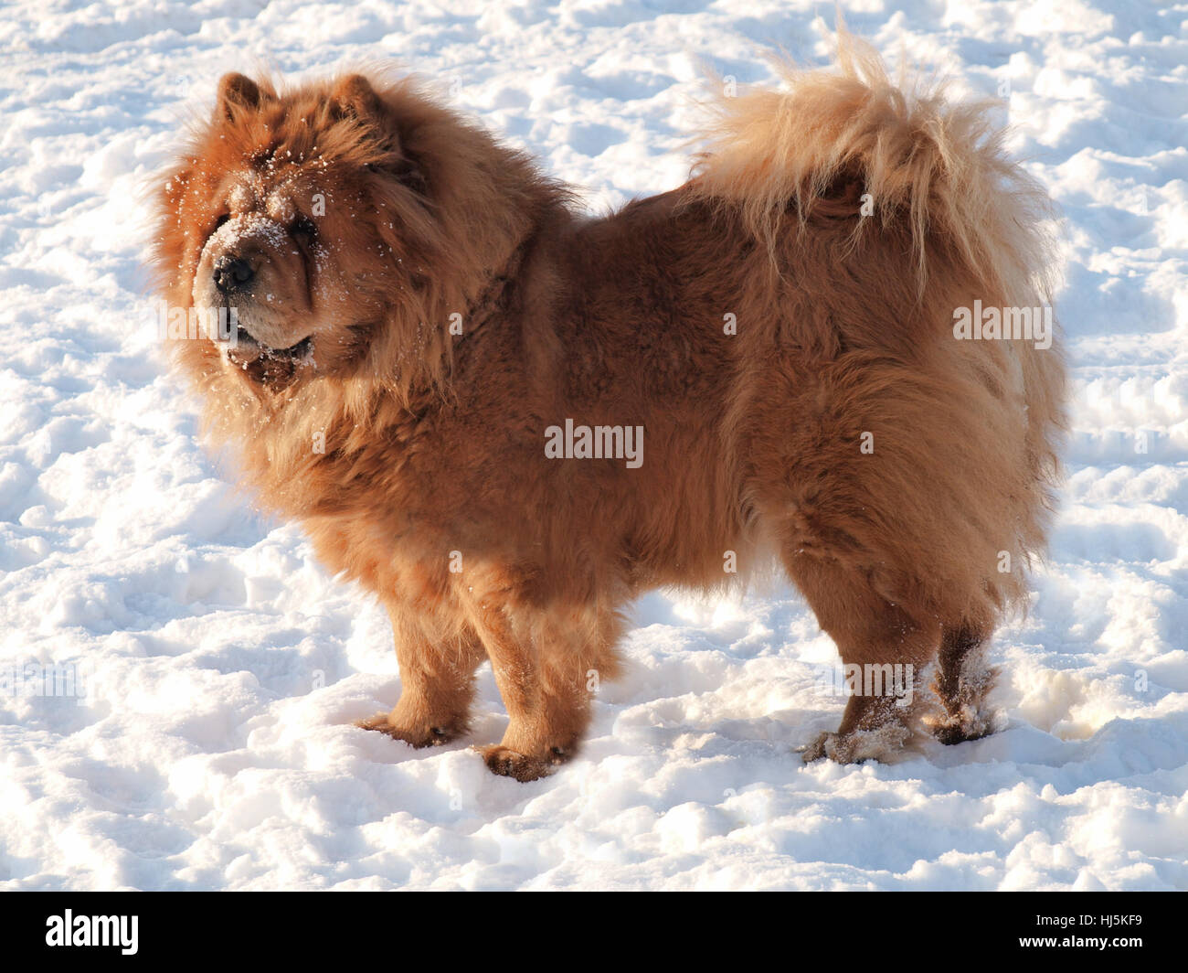 Chow Chow Dog, sun and white snow Stock Photo - Alamy