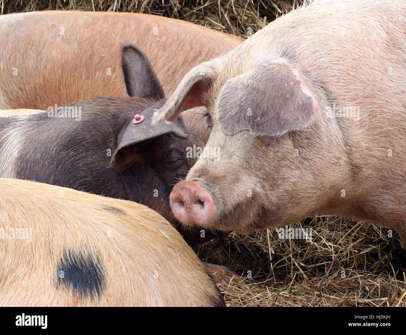 tired grazing pigs Stock Photo - Alamy
