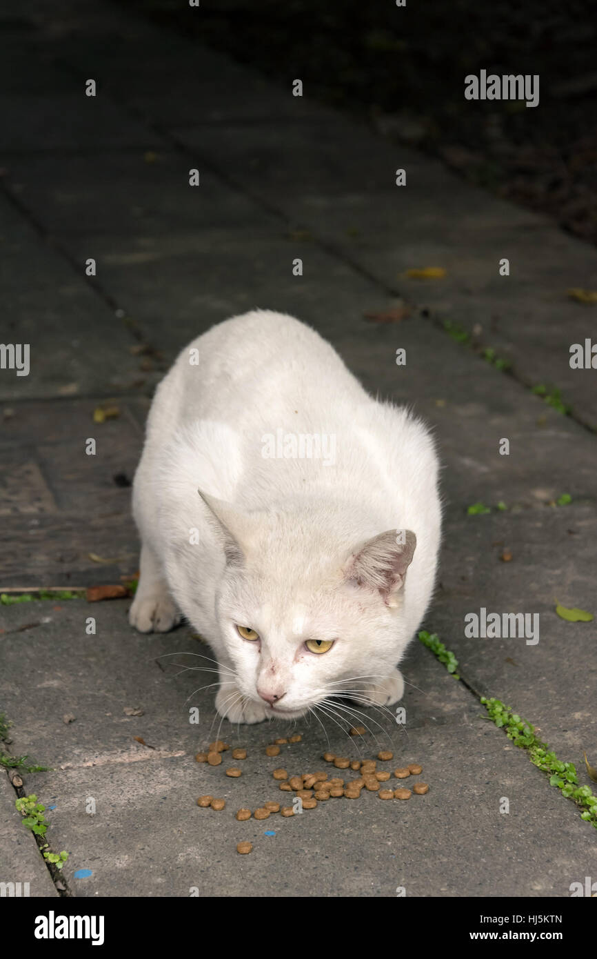 food, aliment, single, animal, mammal, ground, soil, earth, humus, wild ...