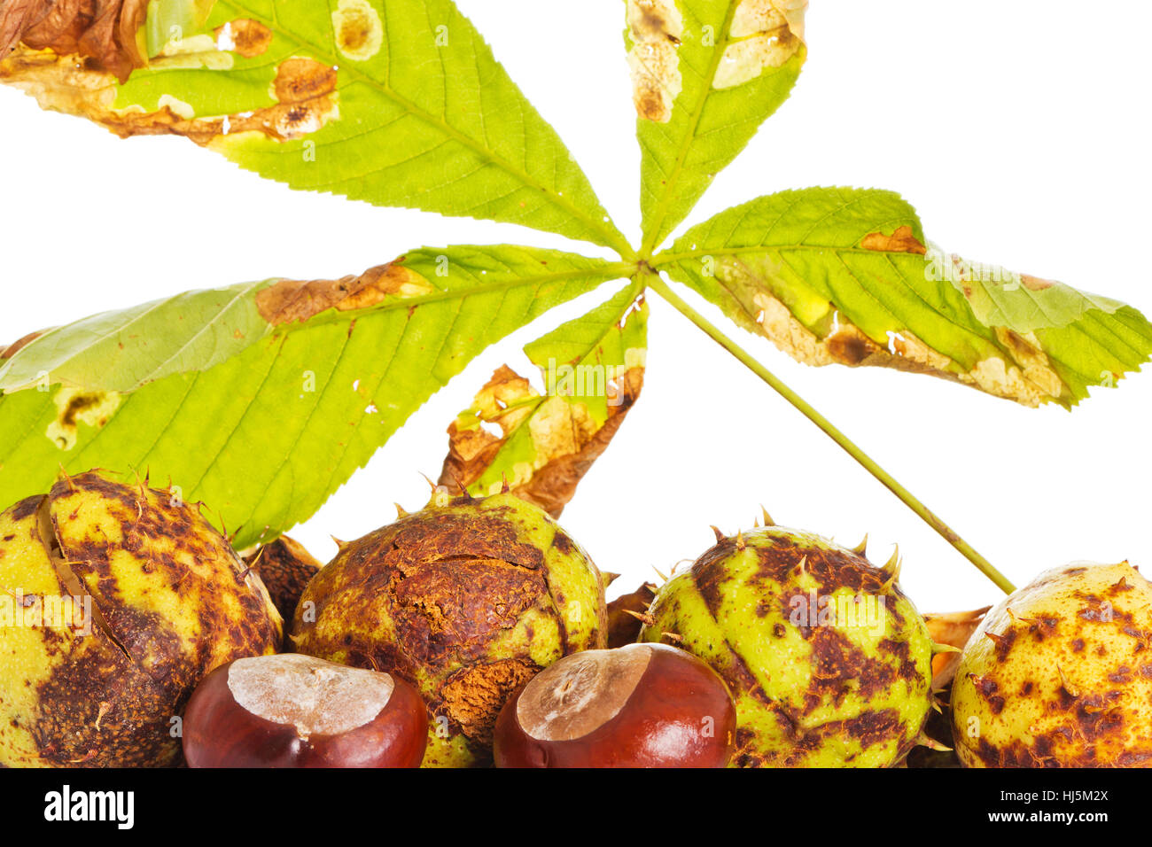 chestnuts and chestnut leaf Stock Photo - Alamy