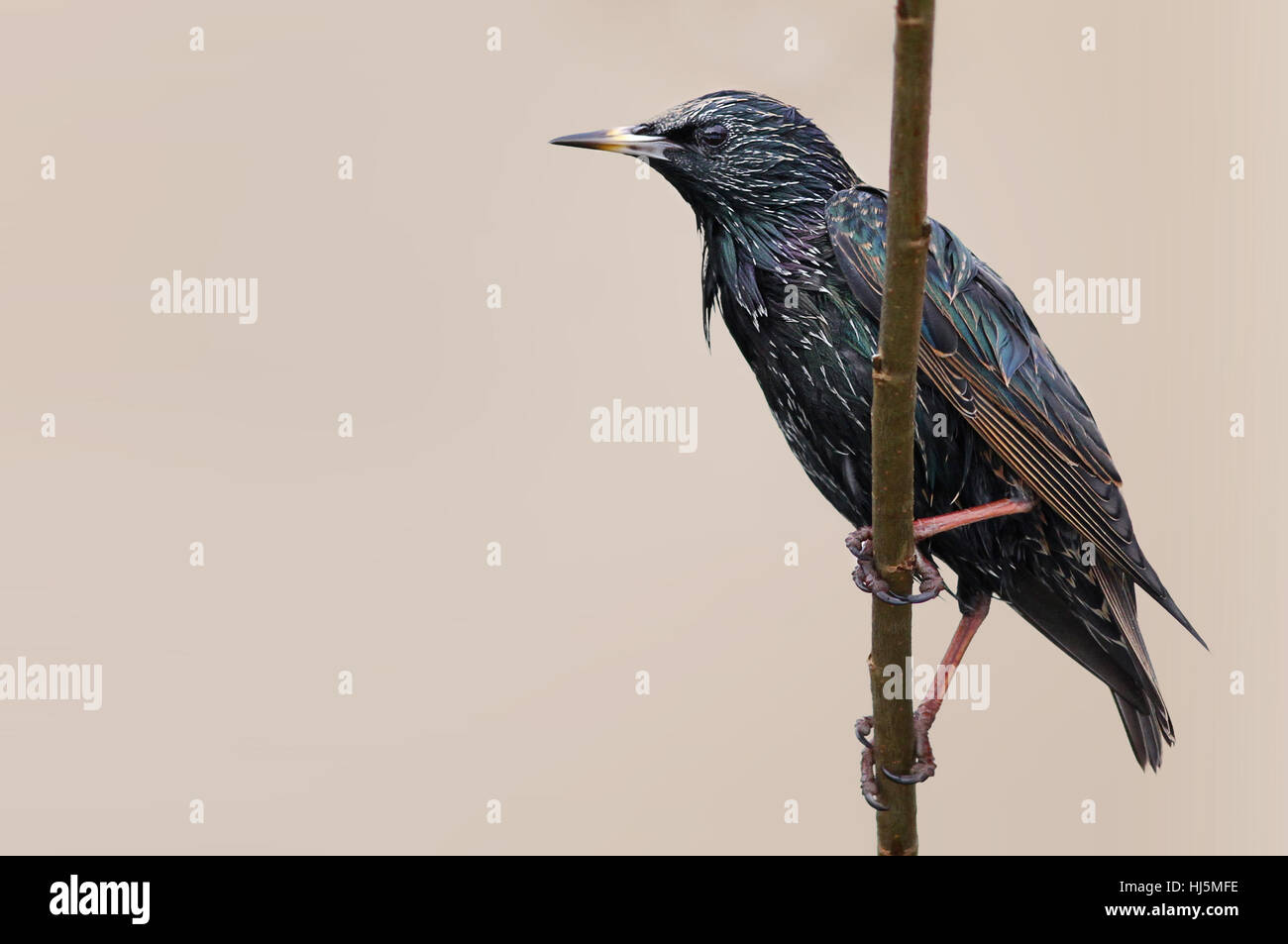 sturnus vulgaris - the star Stock Photo - Alamy