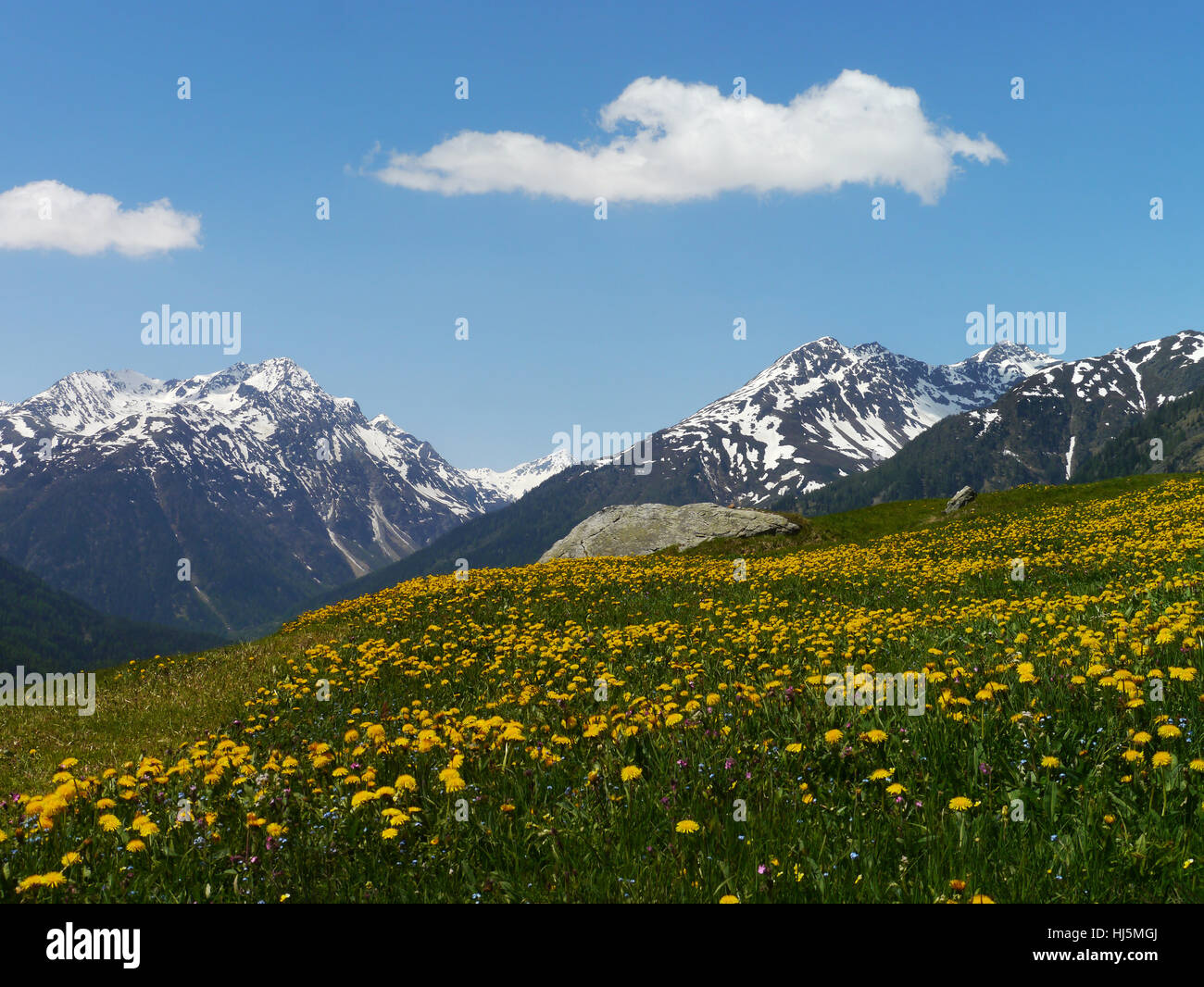 Lwenzahn wiese hi-res stock photography and images - Alamy