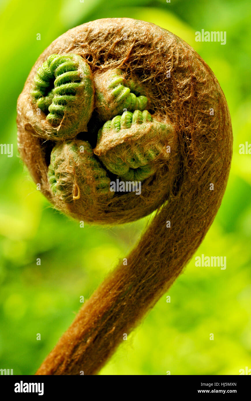 Hapuu fern hi-res stock photography and images - Alamy