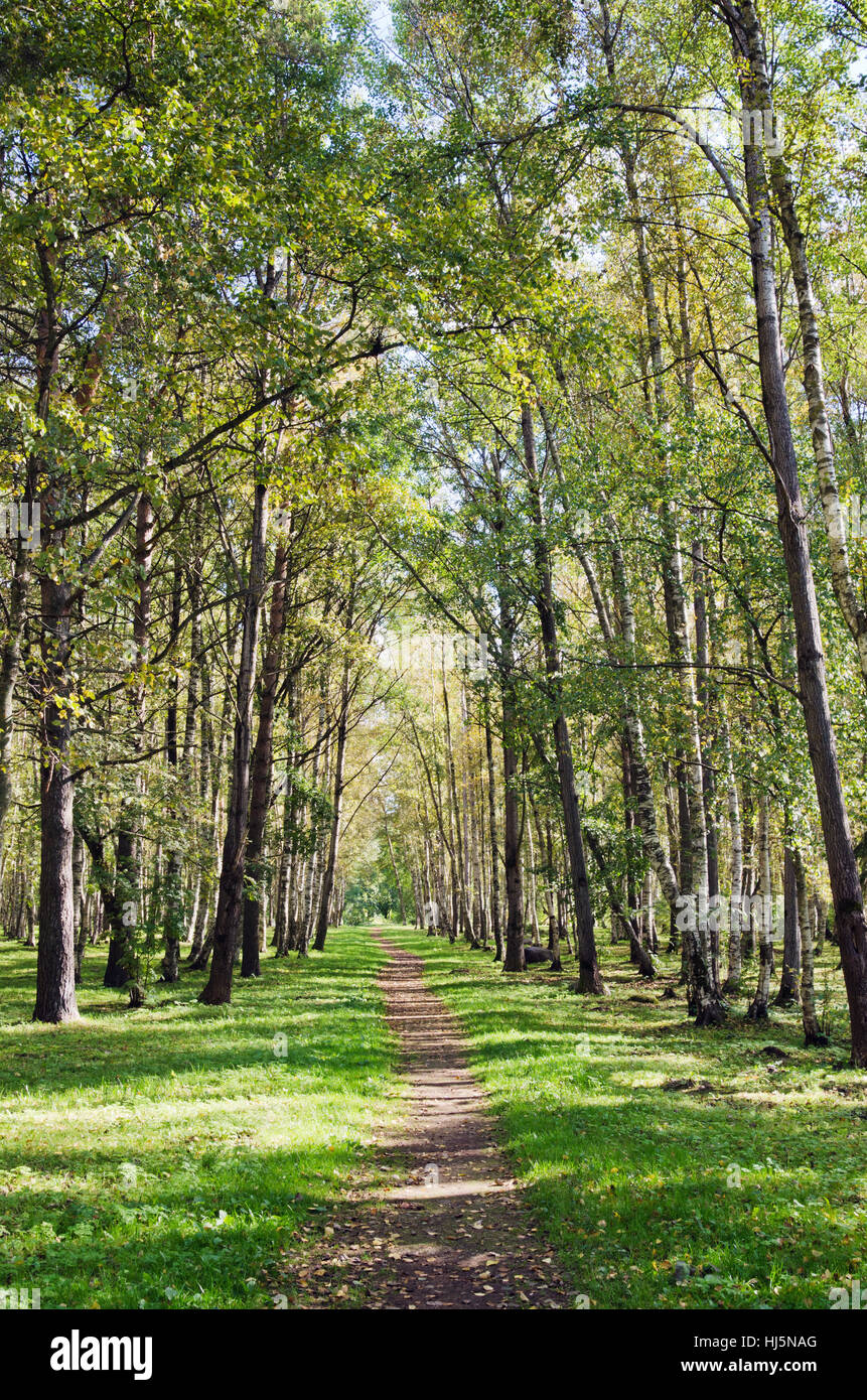 beautiful, beauteously, nice, leaf, tree, trees, park, wood, romantic ...