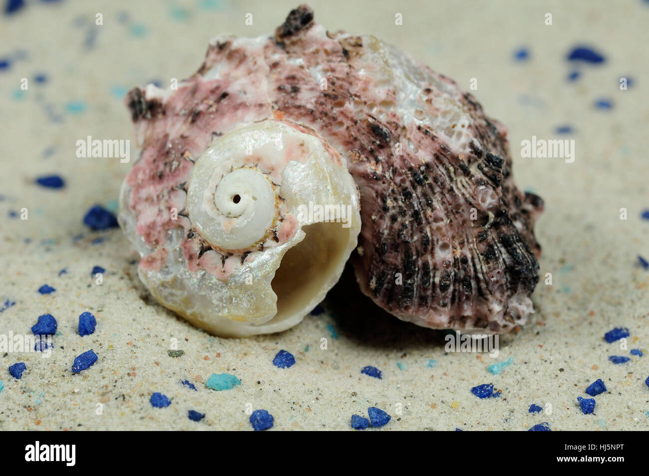 Gastropods mussels hi-res stock photography and images - Alamy