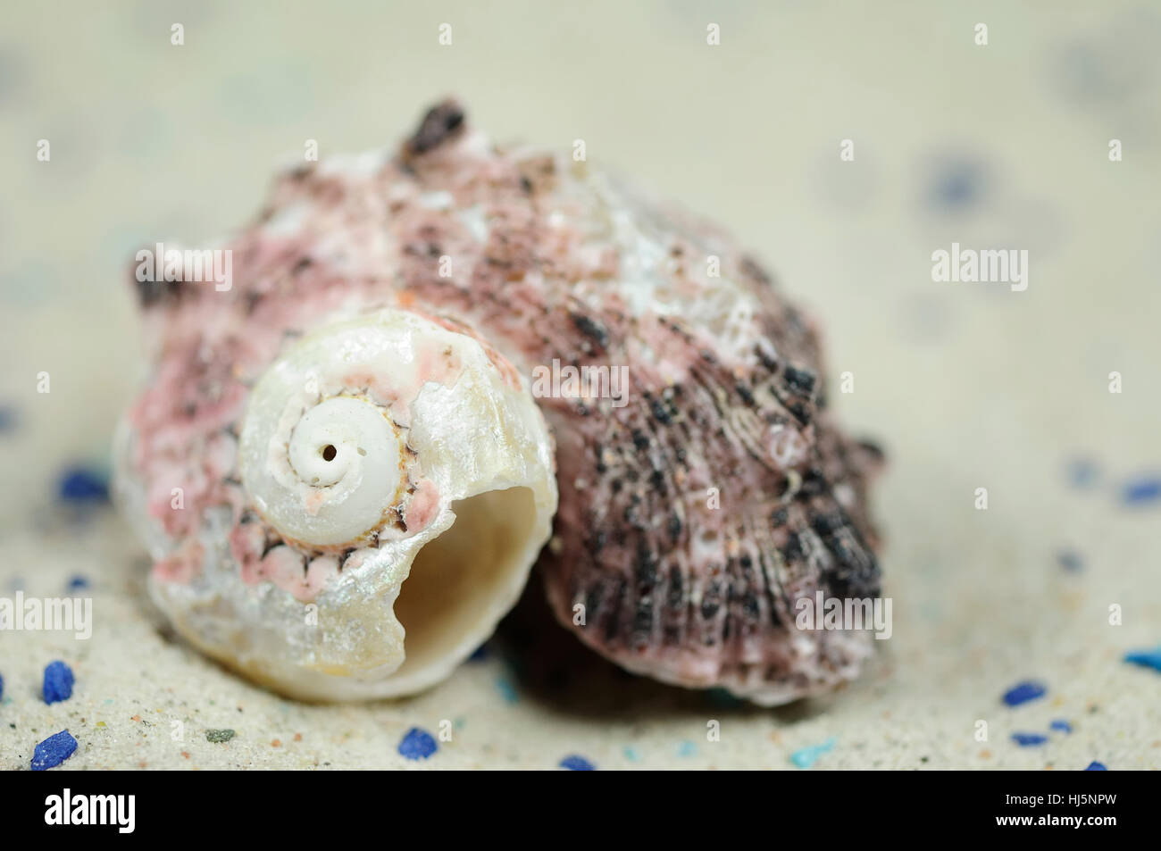 Gastropods mussels hi-res stock photography and images - Alamy