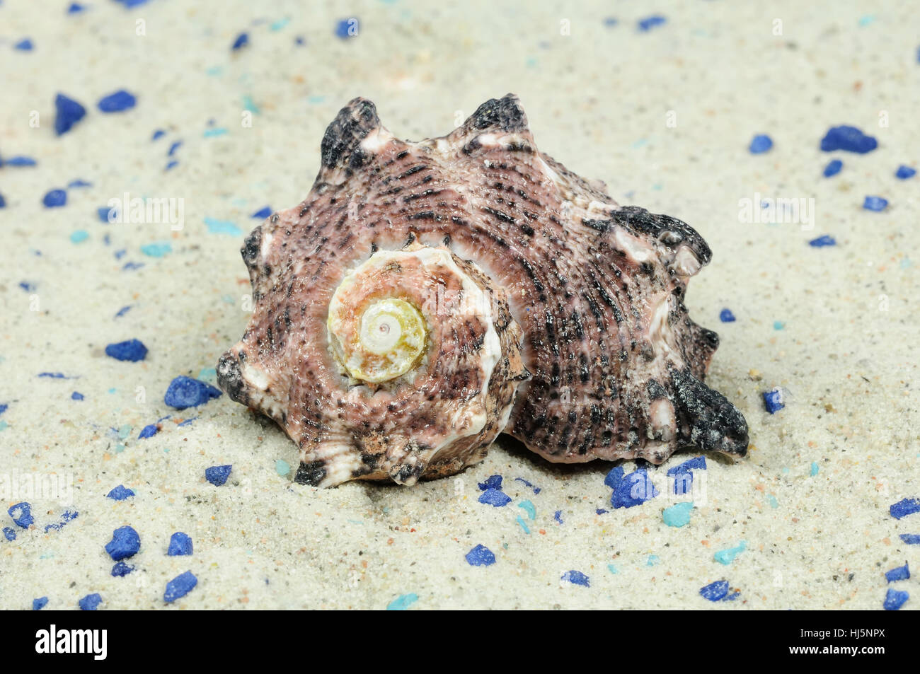 Gastropods mussels hi-res stock photography and images - Alamy