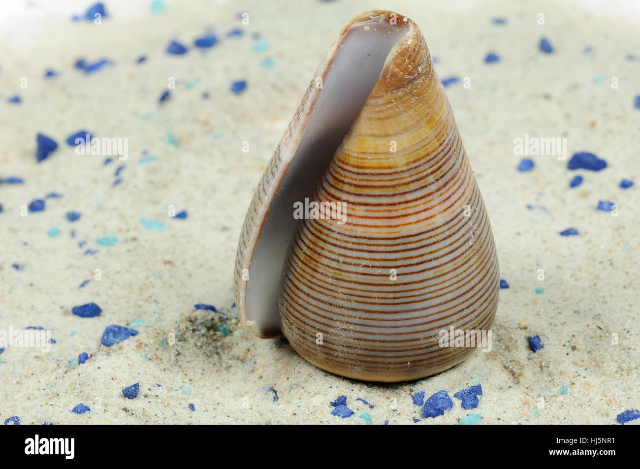 Gastropods mussels hi-res stock photography and images - Alamy