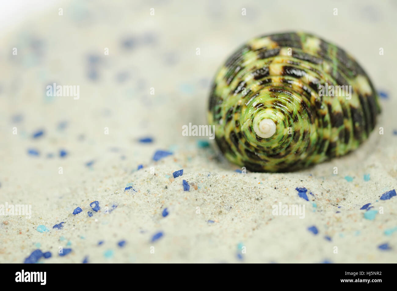 Gastropods mussels hi-res stock photography and images - Alamy
