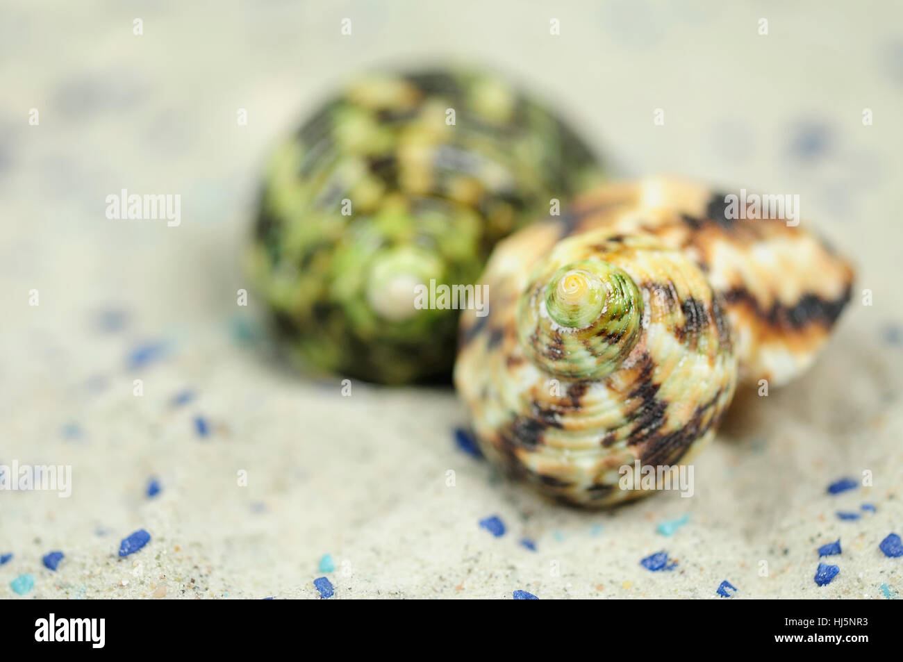 Gastropods mussels hi-res stock photography and images - Alamy