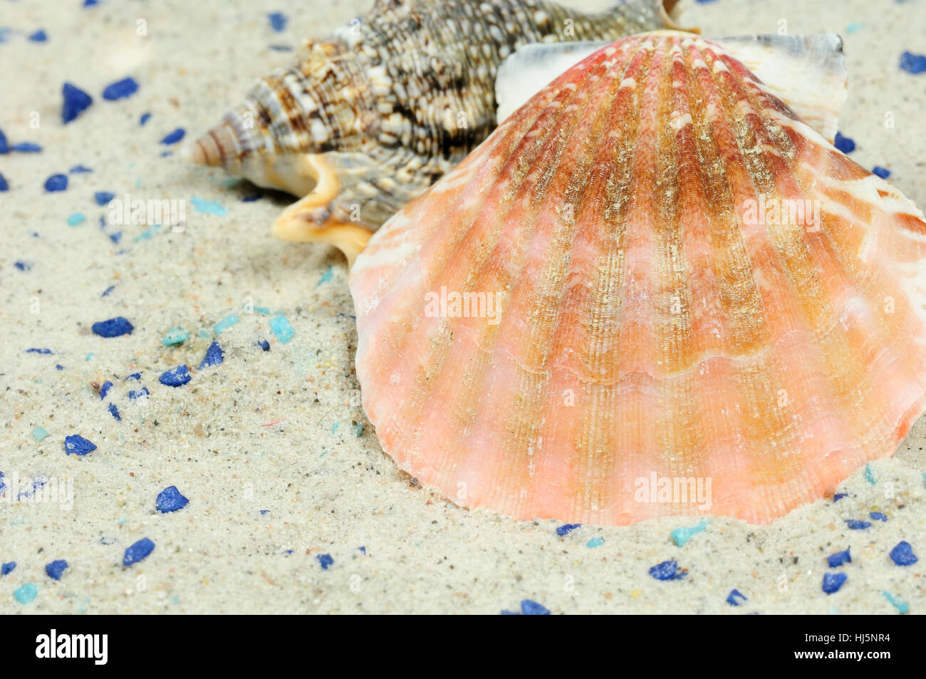 Gastropods mussels hi-res stock photography and images - Alamy