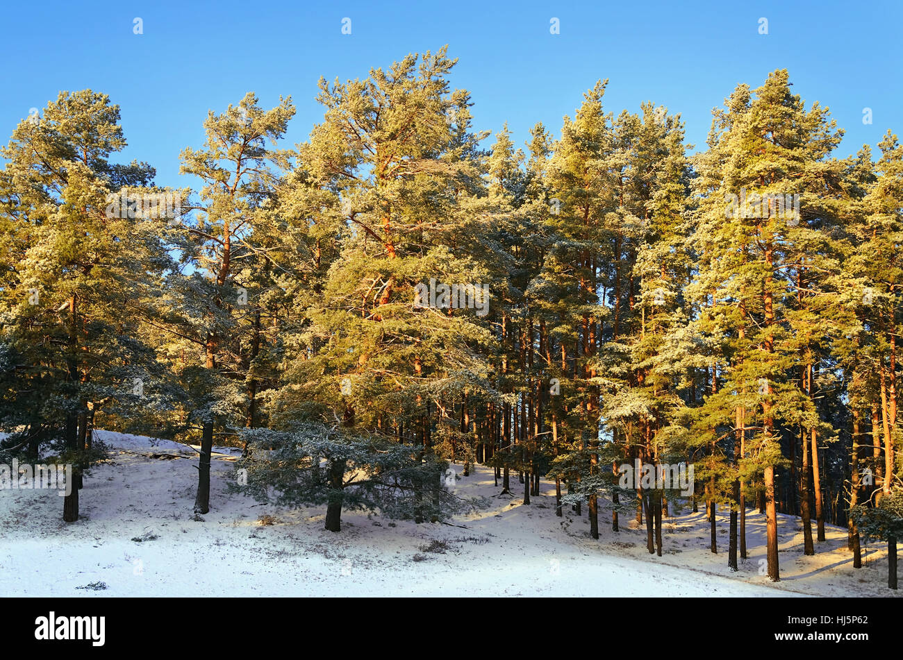 winter, forest, plant, nature, tree, winter, pine, snow, coke, cocaine ...