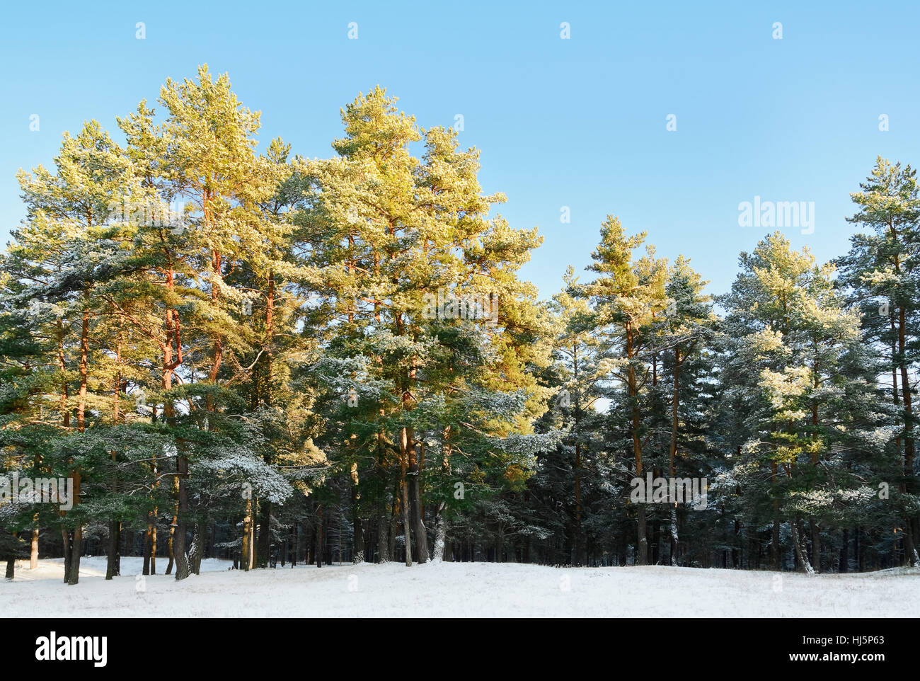 winter, forest, plant, nature, tree, winter, pine, snow, coke, cocaine ...