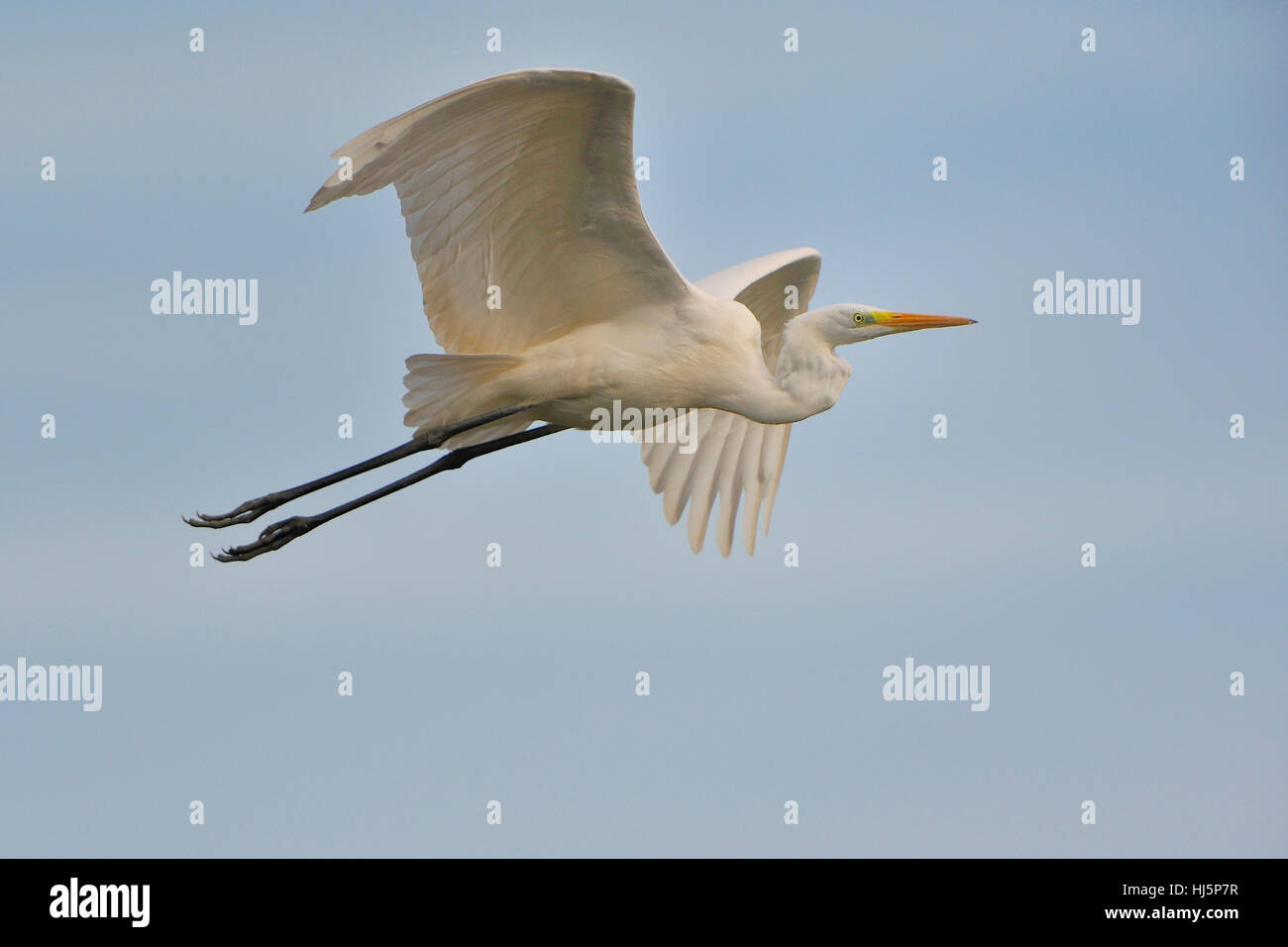 Birds fyling hi-res stock photography and images - Alamy