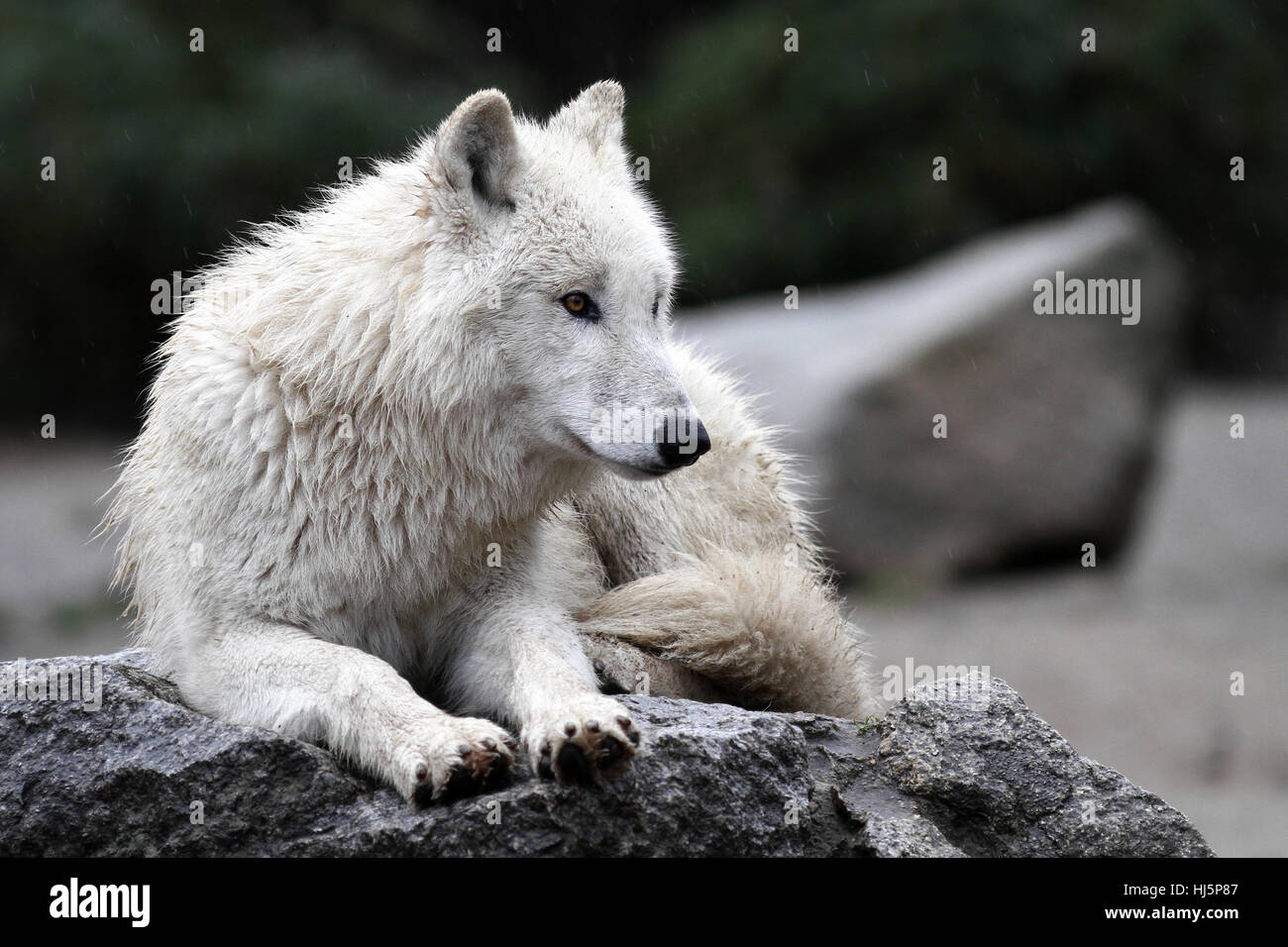 the wolf (canis lupus Stock Photo - Alamy
