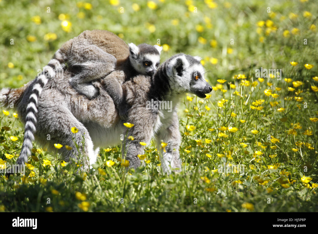 Kattafamilie hi-res stock photography and images - Alamy