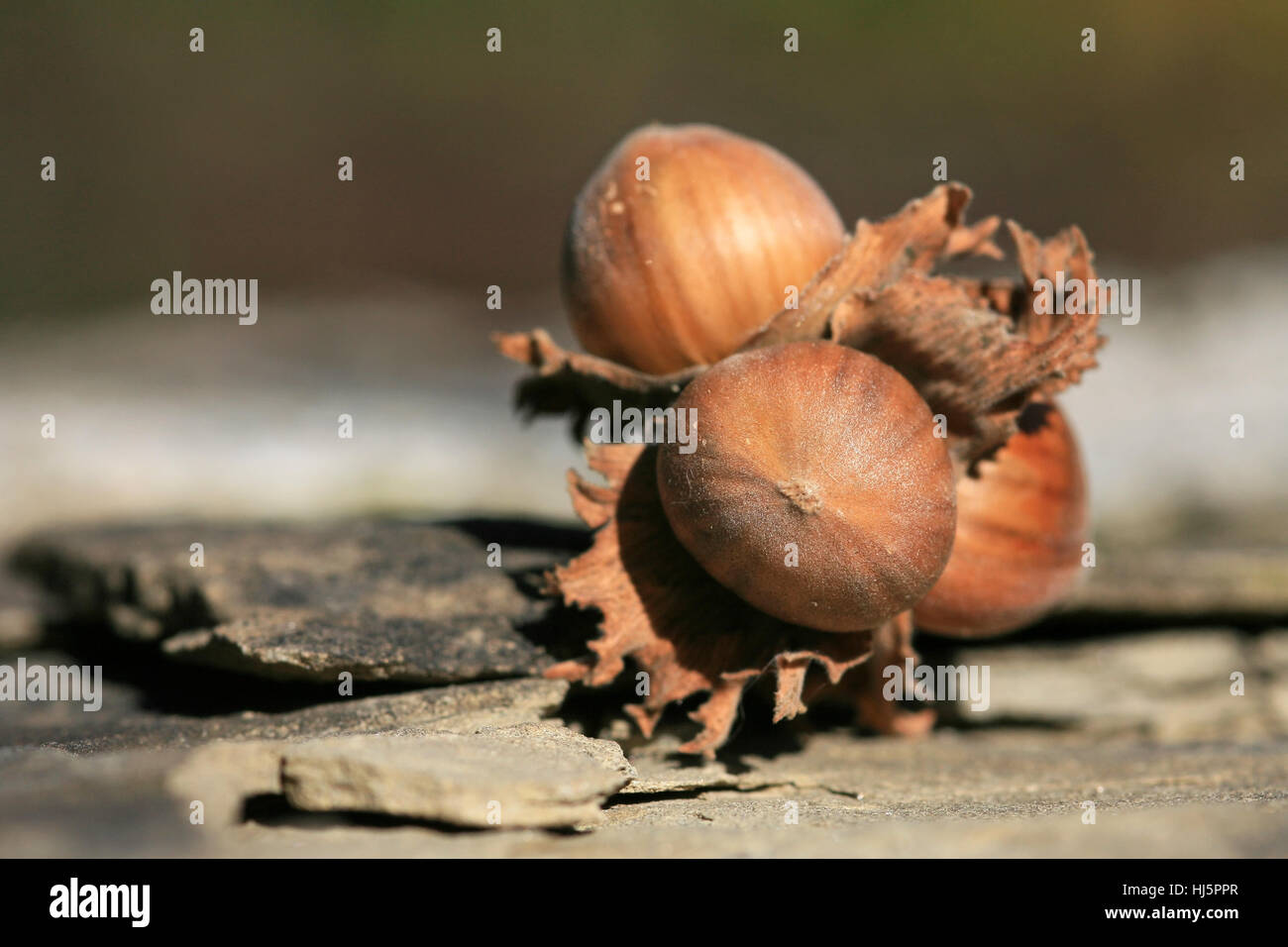 Corylus avellana nuts and squirrel hi-res stock photography and images ...