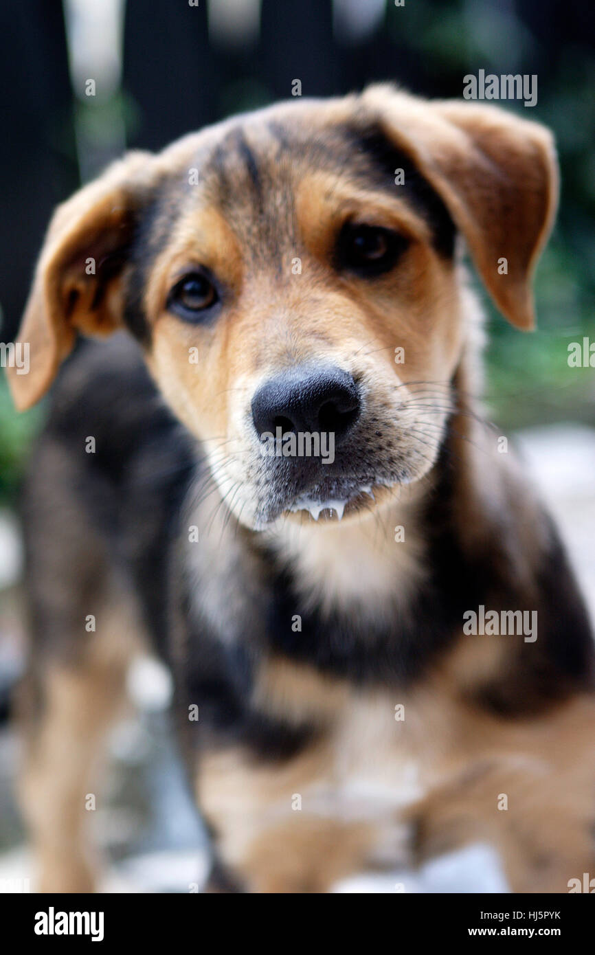 young shepherd mix Stock Photo - Alamy