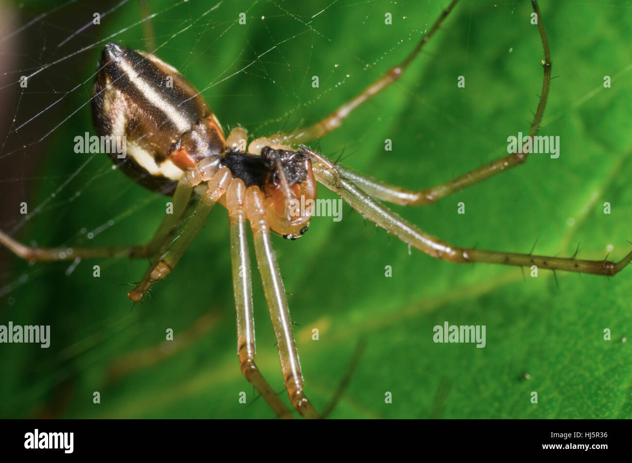 brown spider upsidedown Stock Photo - Alamy
